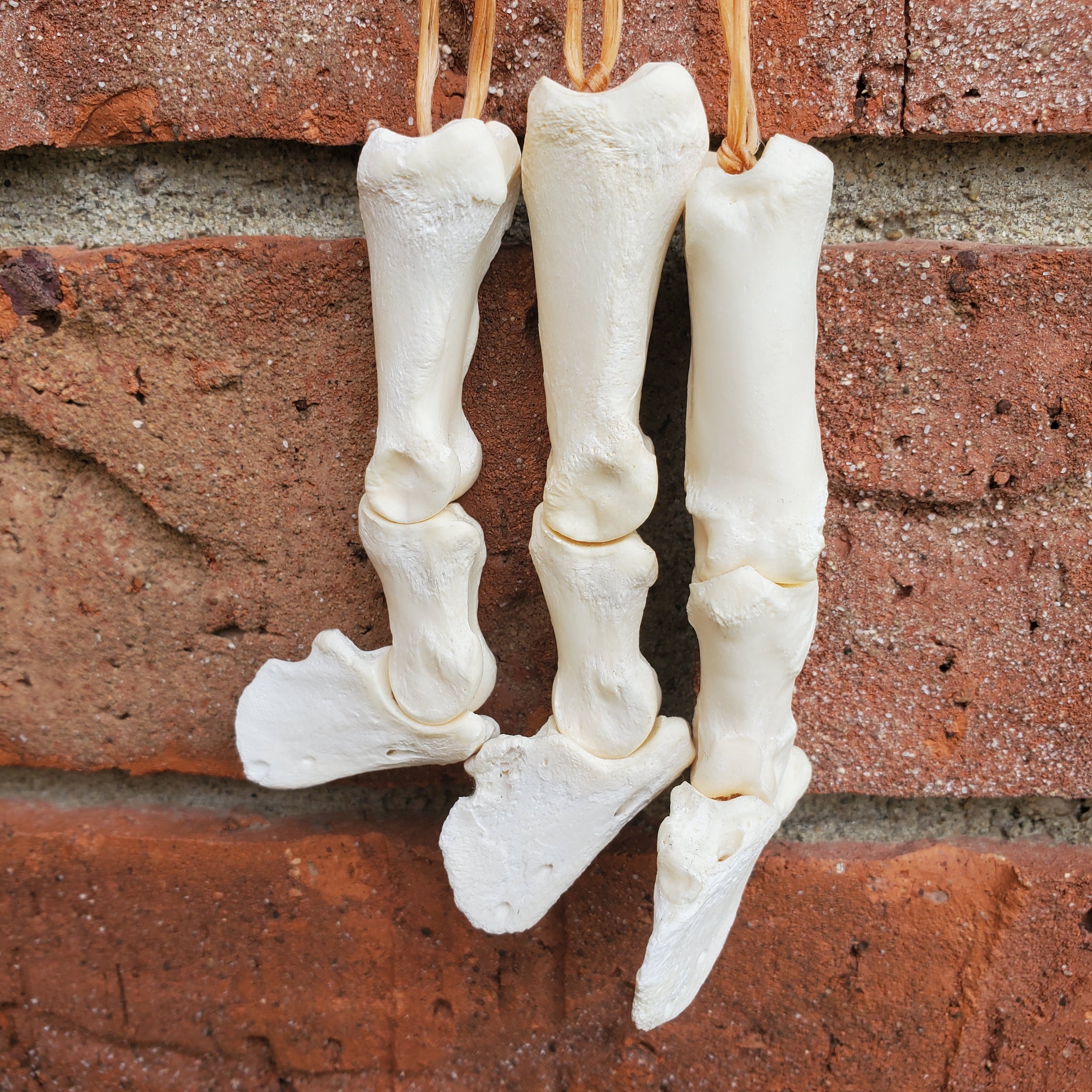 Articulated Sheep Toe Bones | Axe & Bear Trading