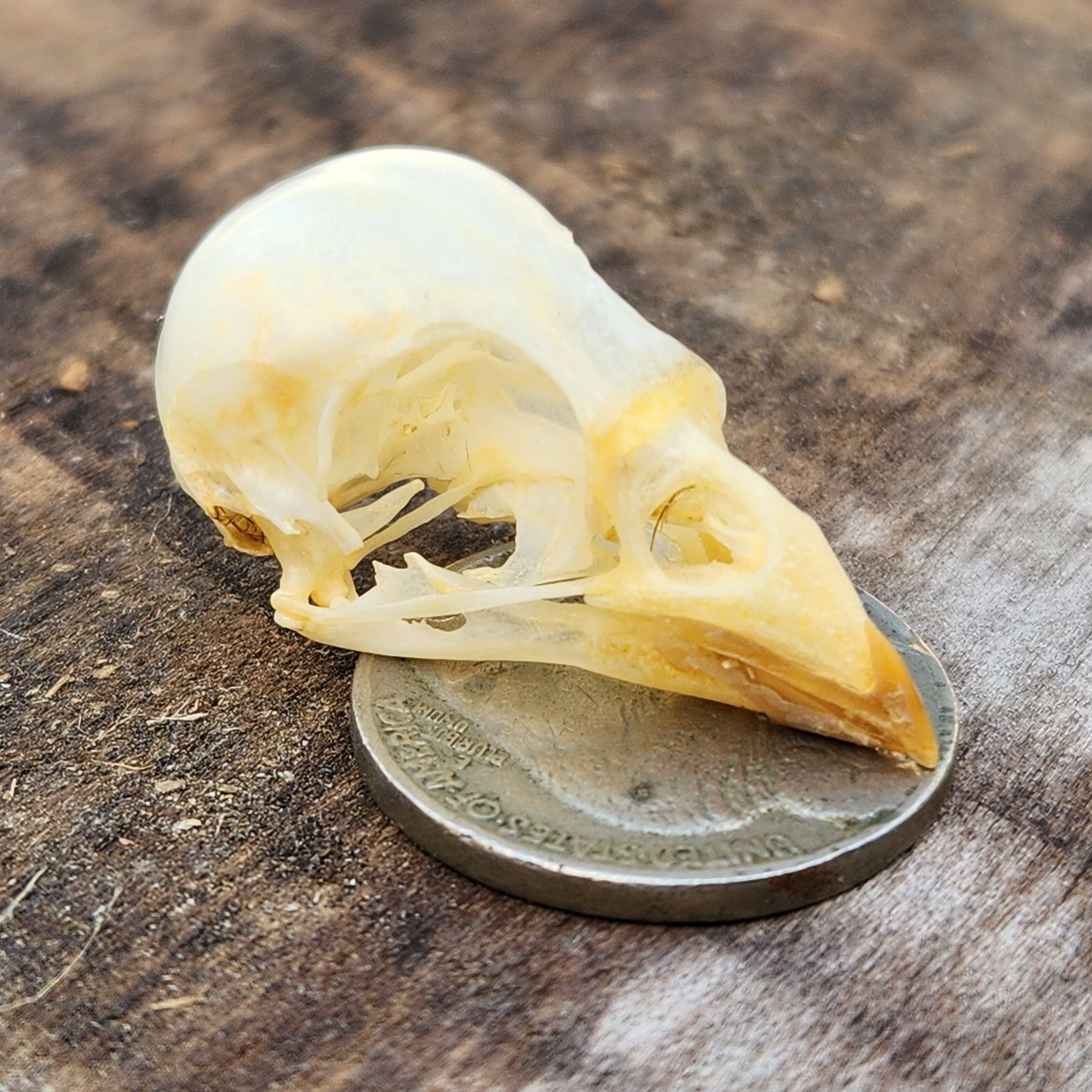 English House Sparrow Skull (Passer domesticus) | Axe & Bear Trading