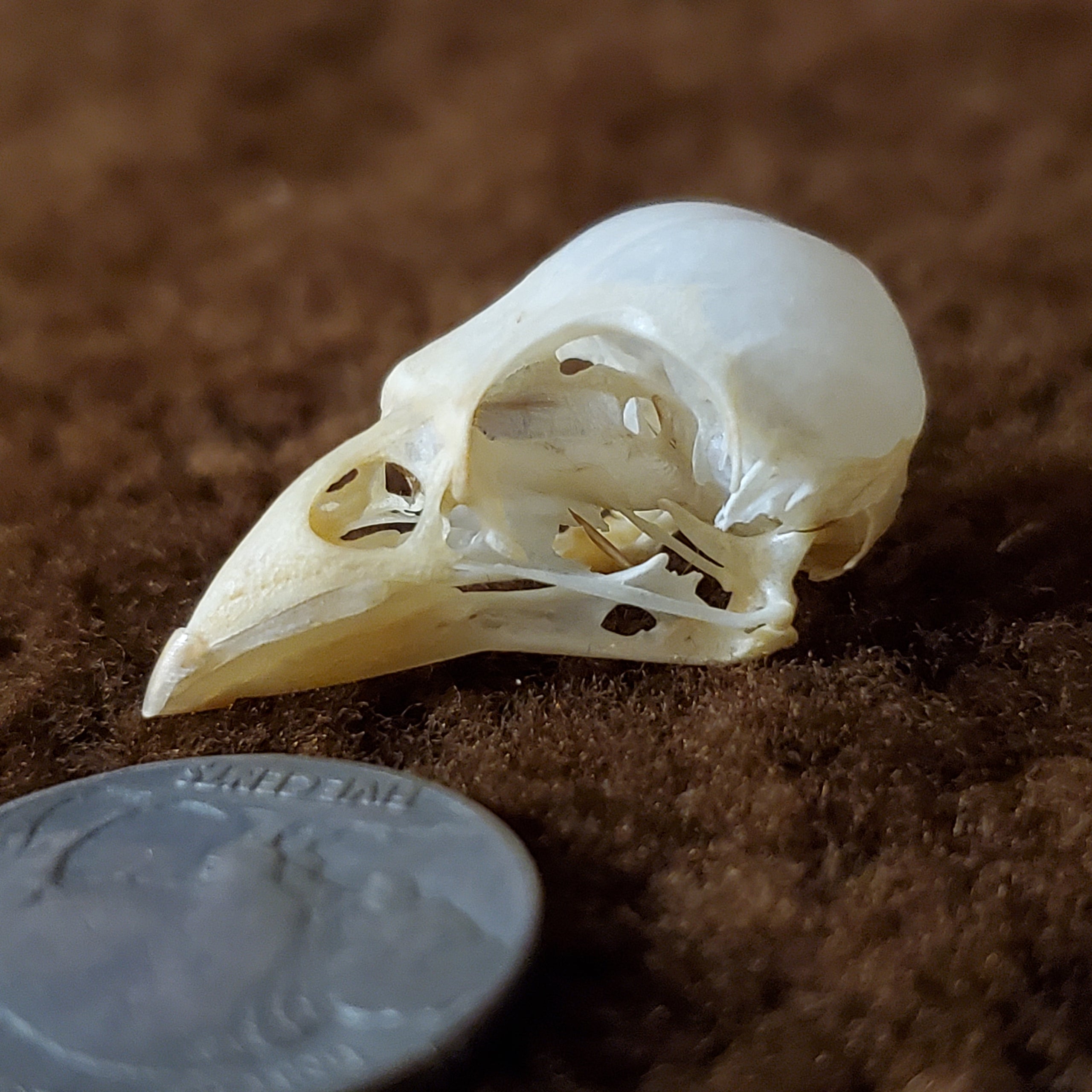 English House Sparrow Skull | Axe & Bear Trading
