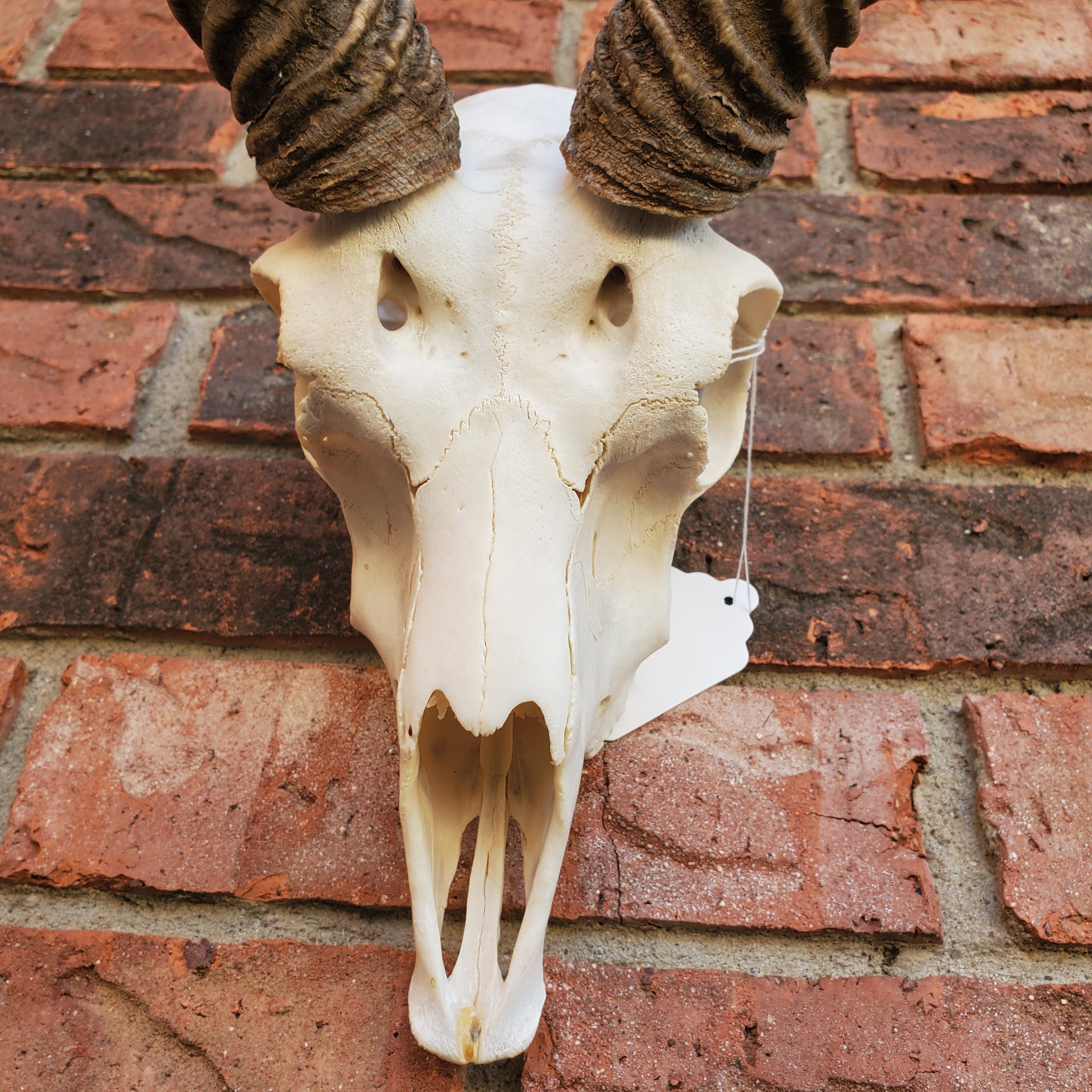 Blackbuck Skull | Axe & Bear Trading