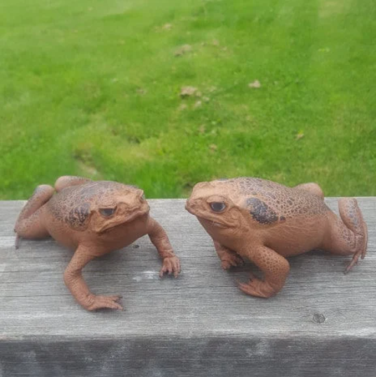 Taxidermy Sugar Cane Toad | Axe & Bear Trading