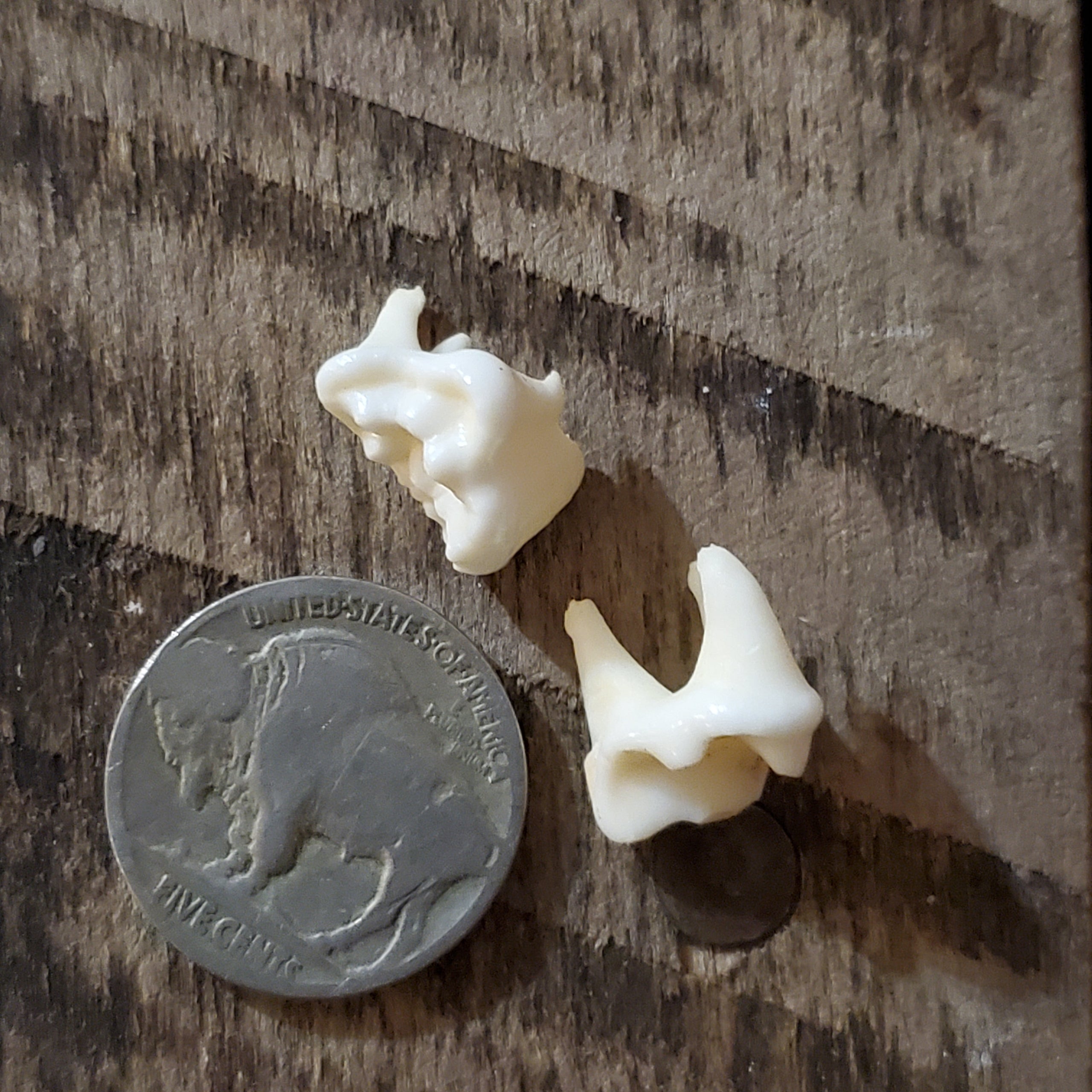 Badger Molar Teeth, (2pc) | Axe & Bear Trading